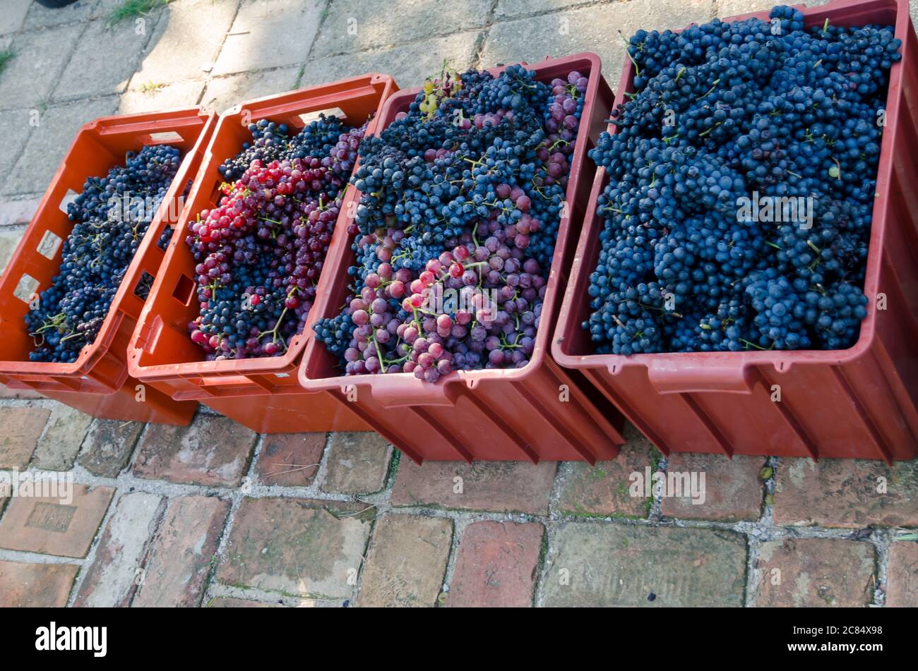 clusters of red grapes in plastic boxes Stock Photo - Alamy