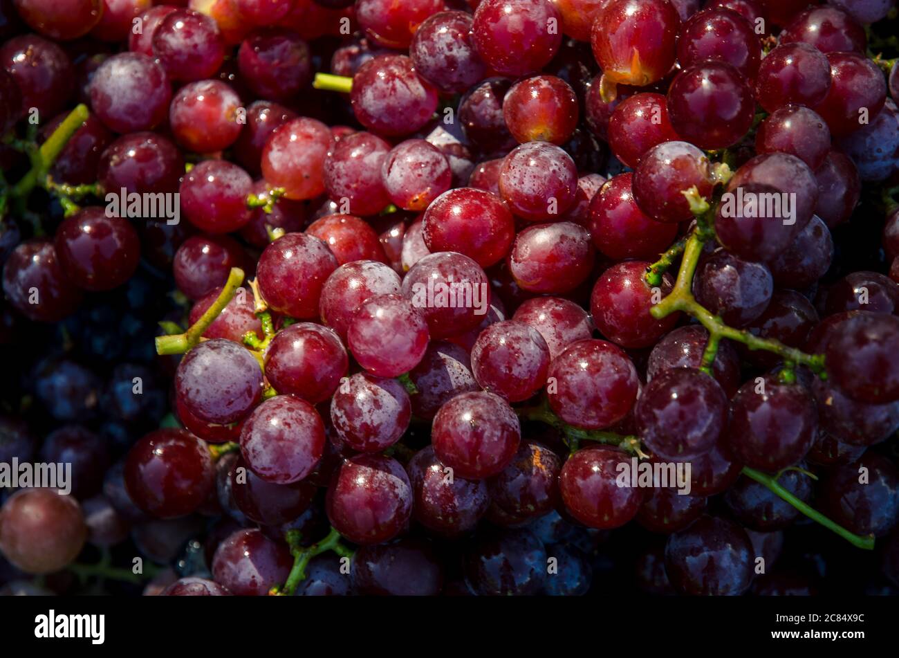 clusters of red grapes detailed background Stock Photo - Alamy
