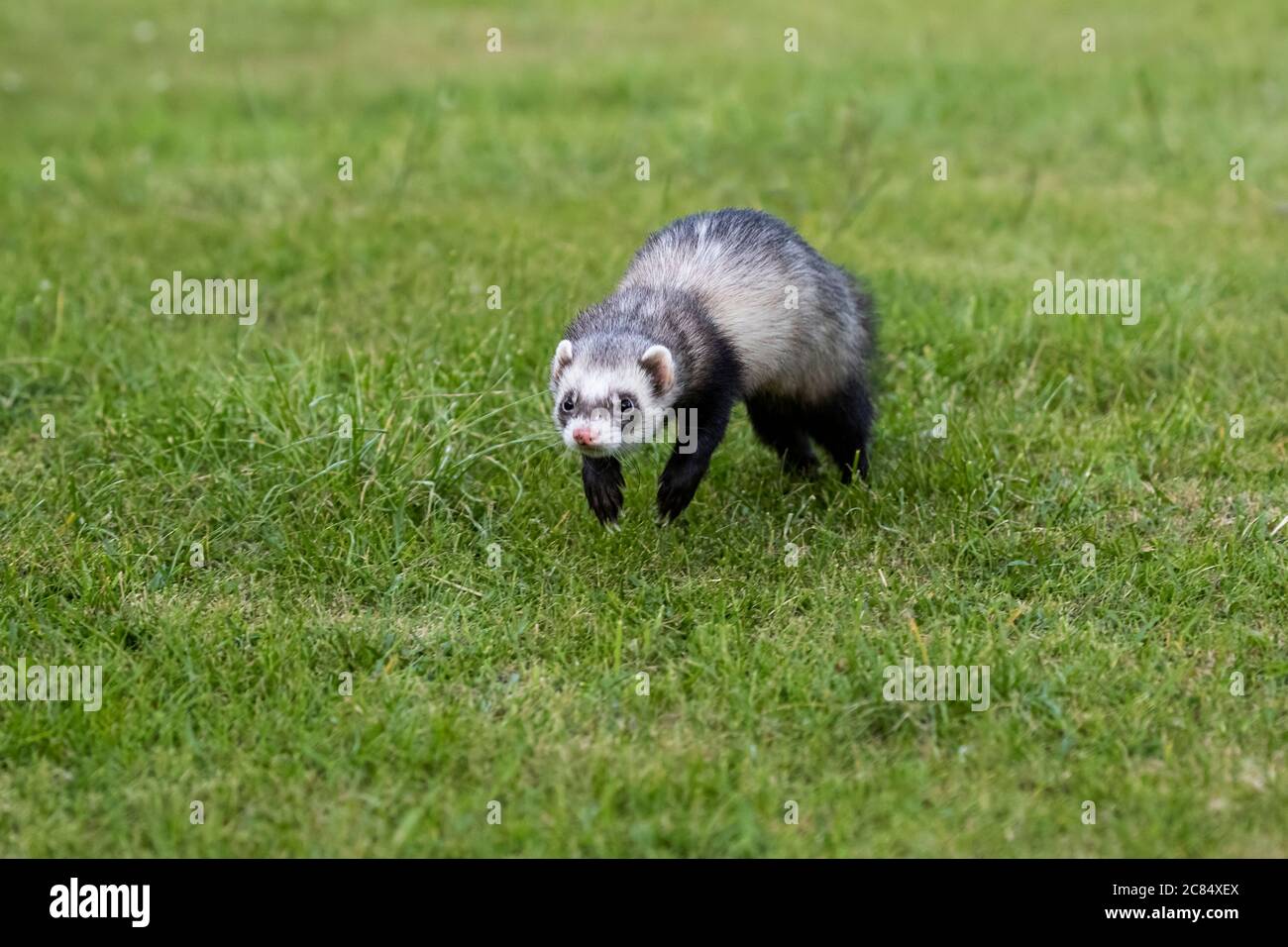 Domesticated ferret hi-res stock photography and images - Alamy