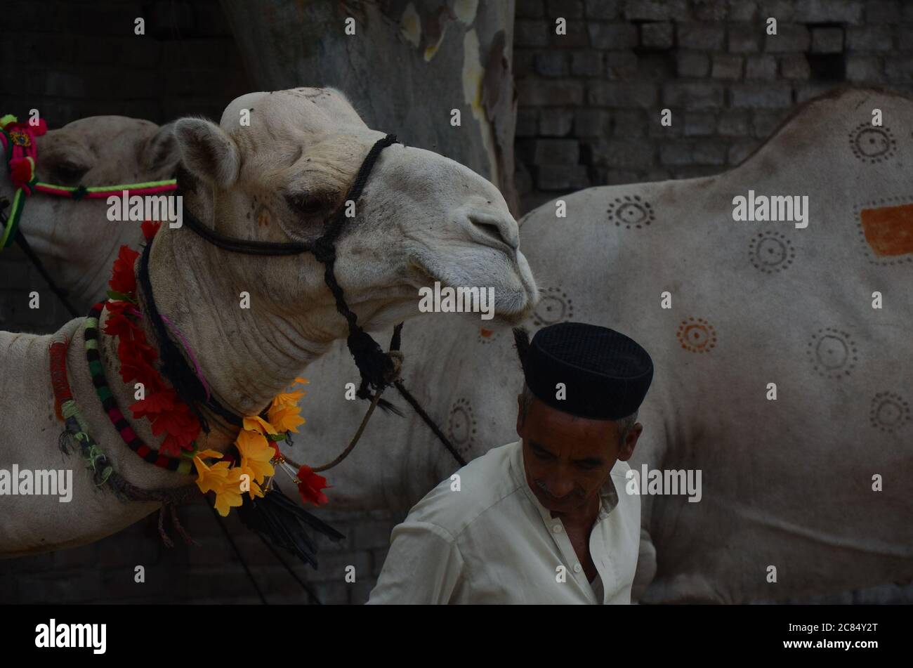 Peshawar, Pakistan. 21st July, 2020. Vendors displaying sacrificial ...