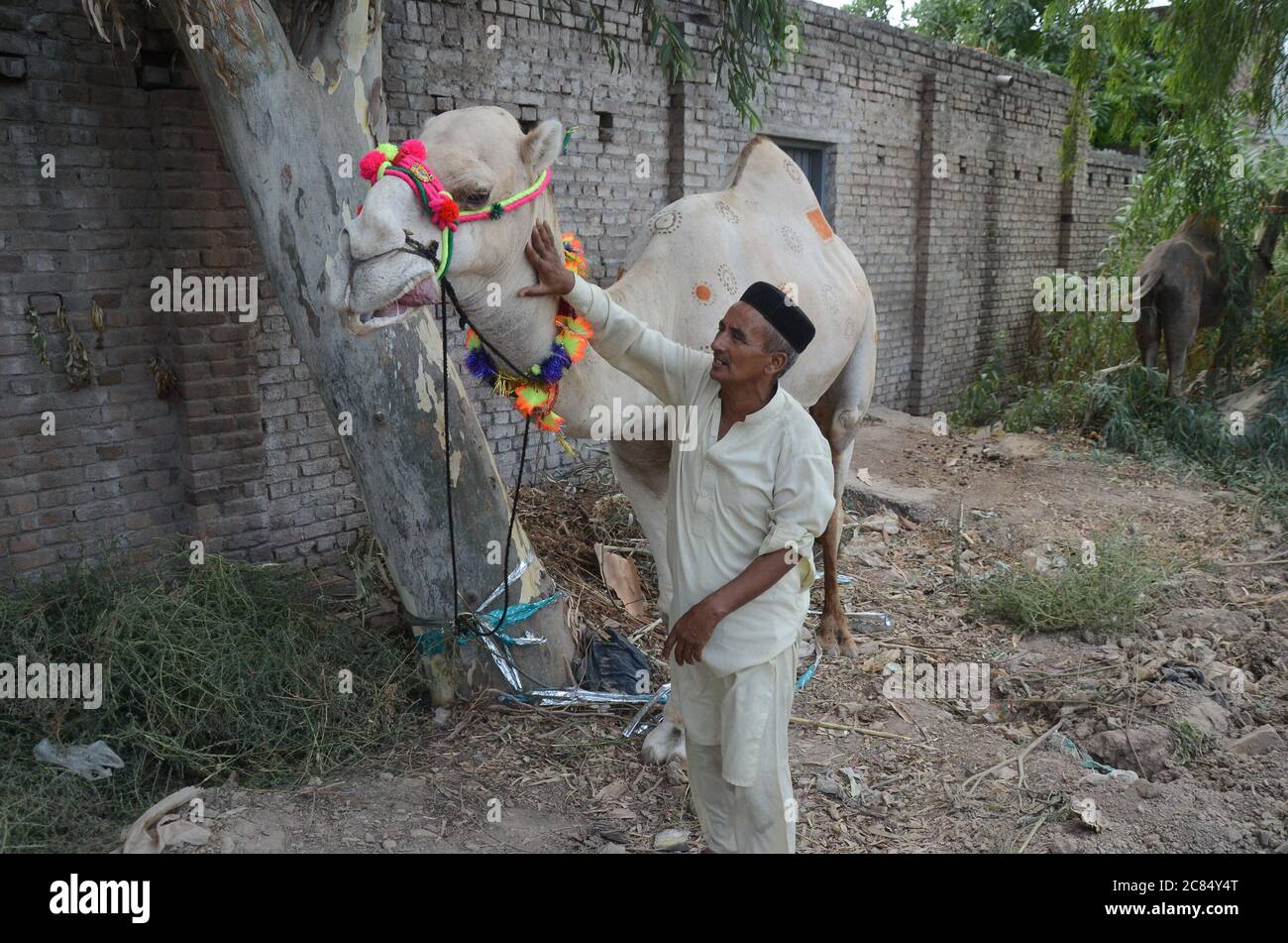 Peshawar, Pakistan. 21st July, 2020. Vendors displaying sacrificial ...