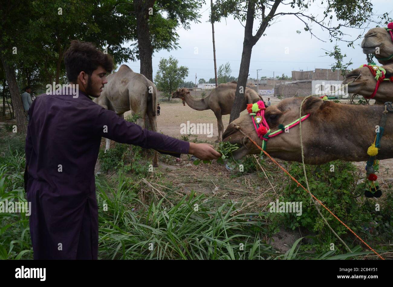 Peshawar, Pakistan. 21st July, 2020. Vendors displaying sacrificial ...