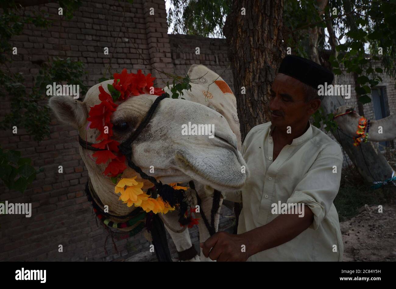 Peshawar, Pakistan. 21st July, 2020. Vendors displaying sacrificial ...