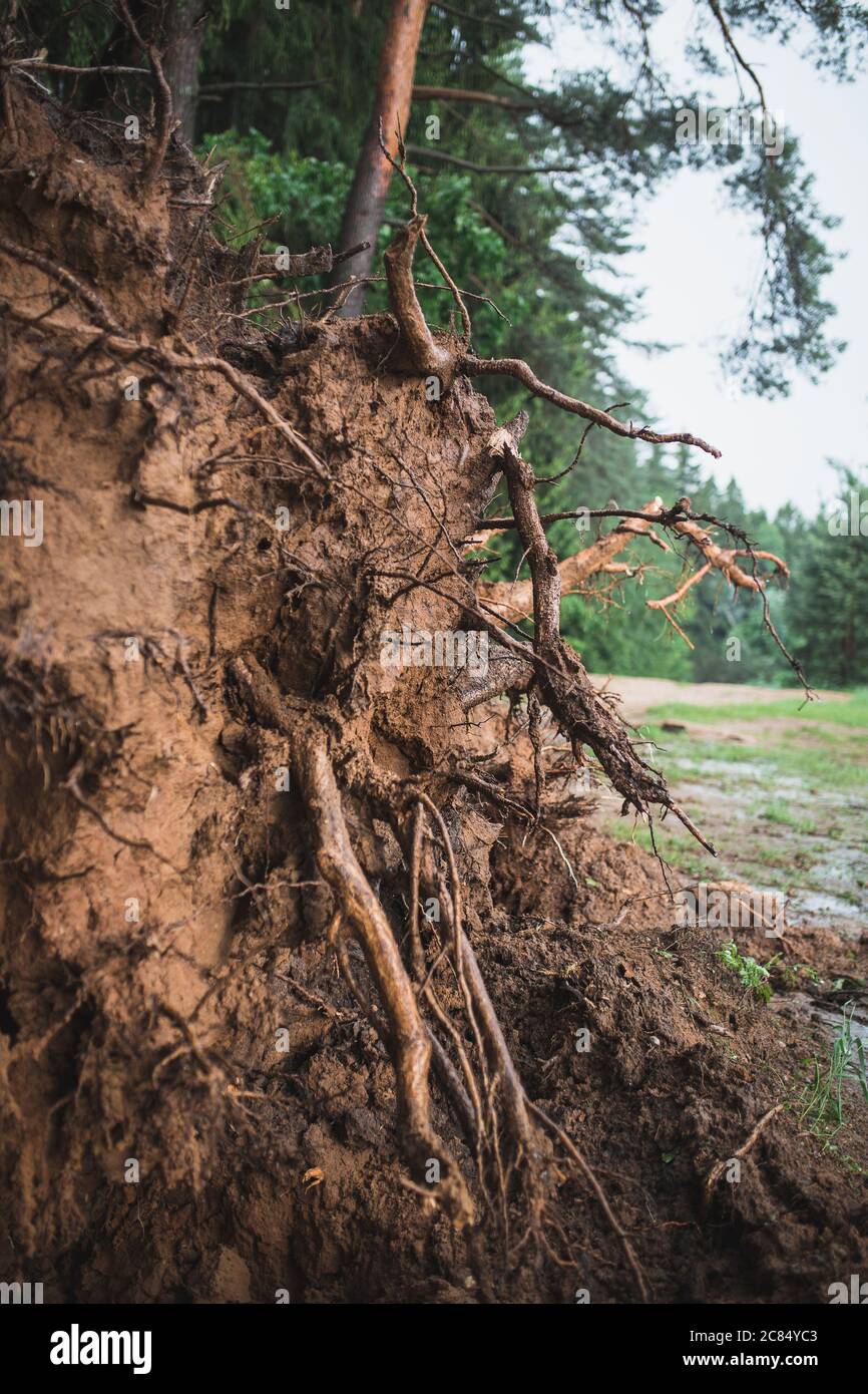 Large pine roots after a hurricane - trees that have fallen from strong ...