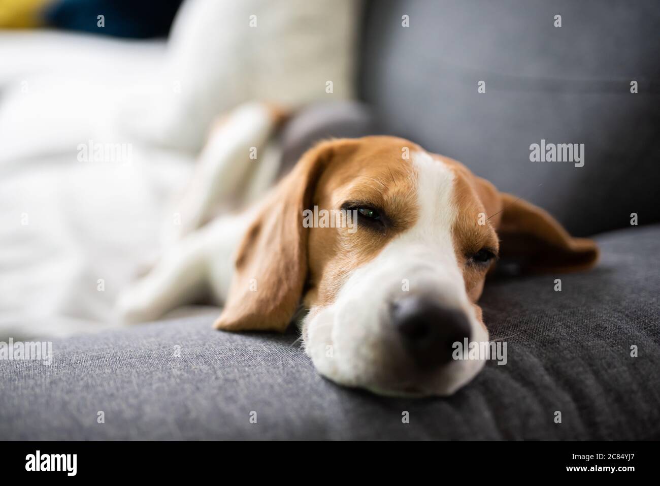 Beagle dog tired sleeps on a couch Stock Photo - Alamy