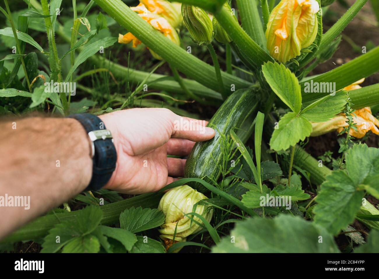 A farmer hand demonstrates a young ripening zucchini in a garden bed in ...