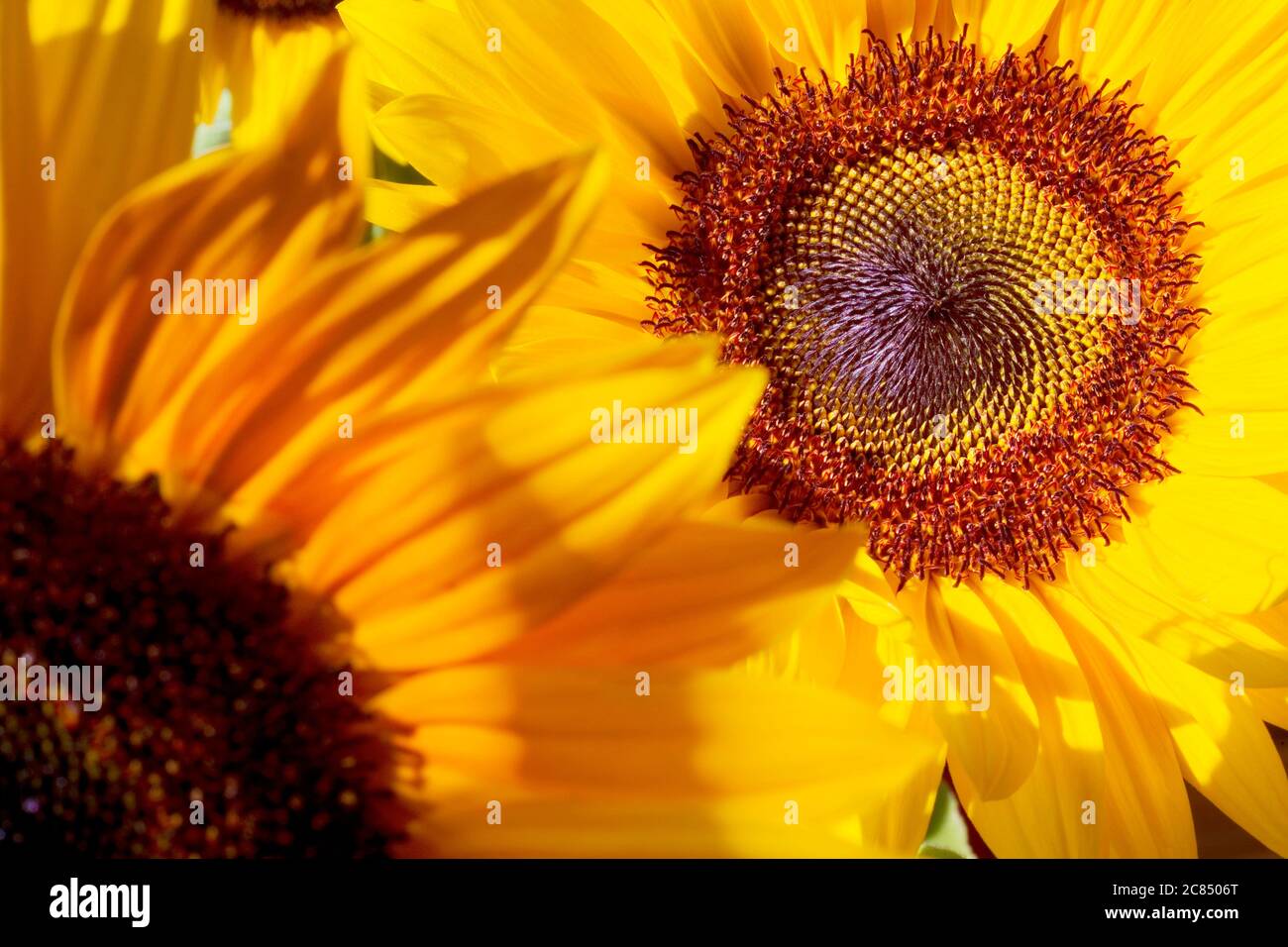 Flower with heart shaped petals hi-res stock photography and images - Alamy