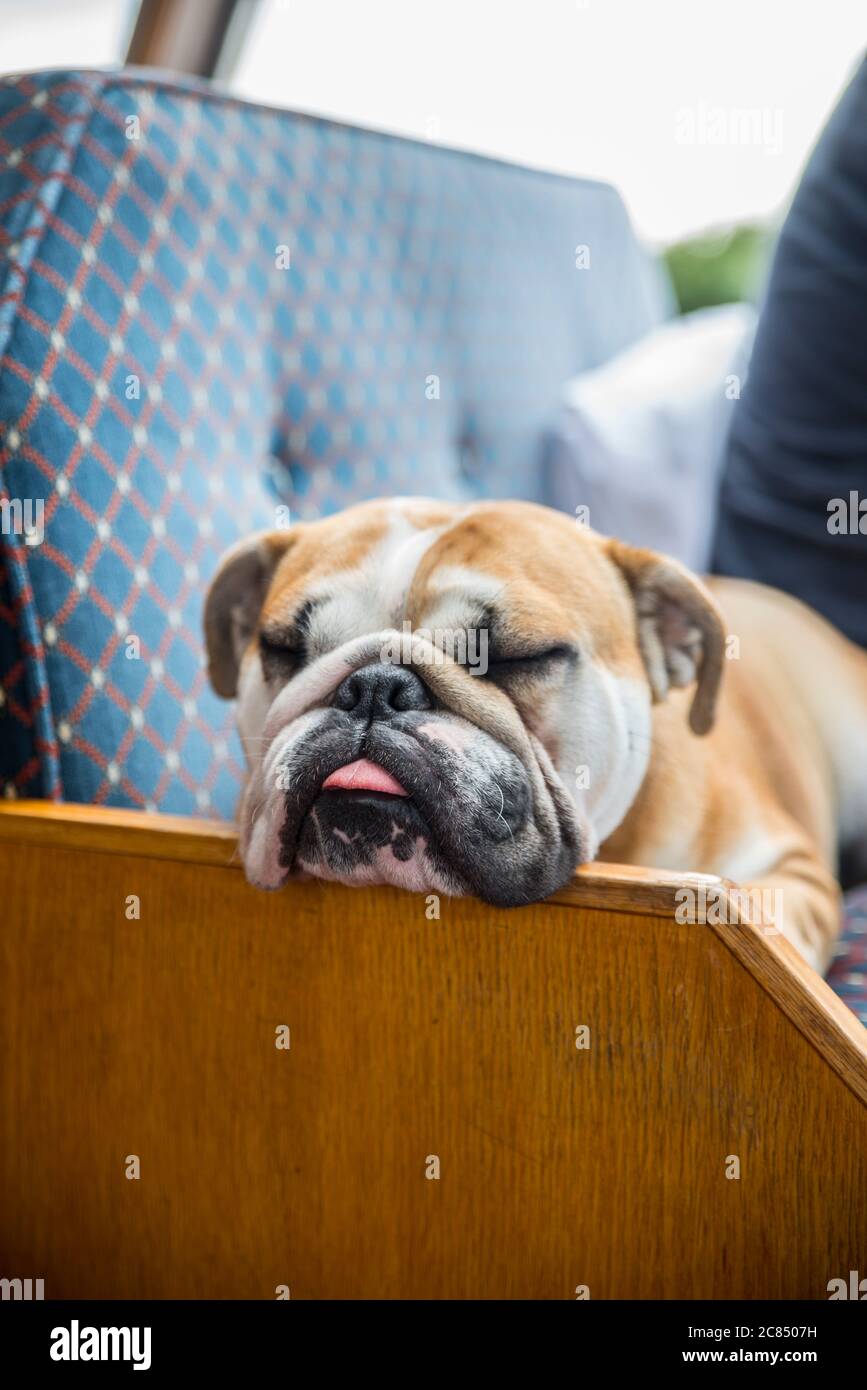 English bulldog on a boat, Norfolk Broads Stock Photo - Alamy
