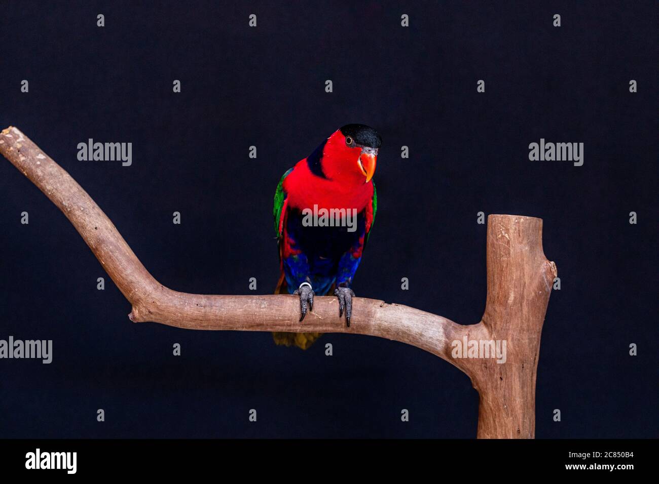 Lory Parrot (Lorius lory) on wooden perch with white background Stock ...