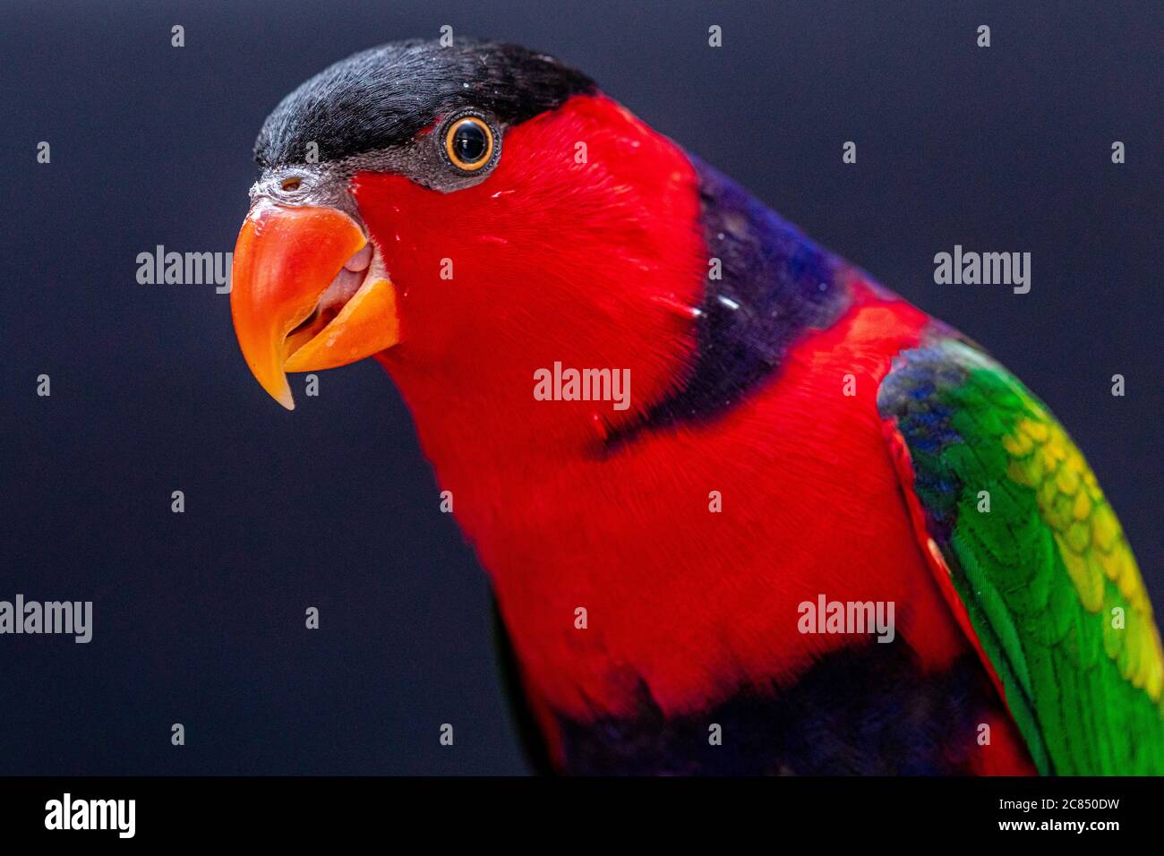 Red capped parrot flying hi-res stock photography and images - Alamy