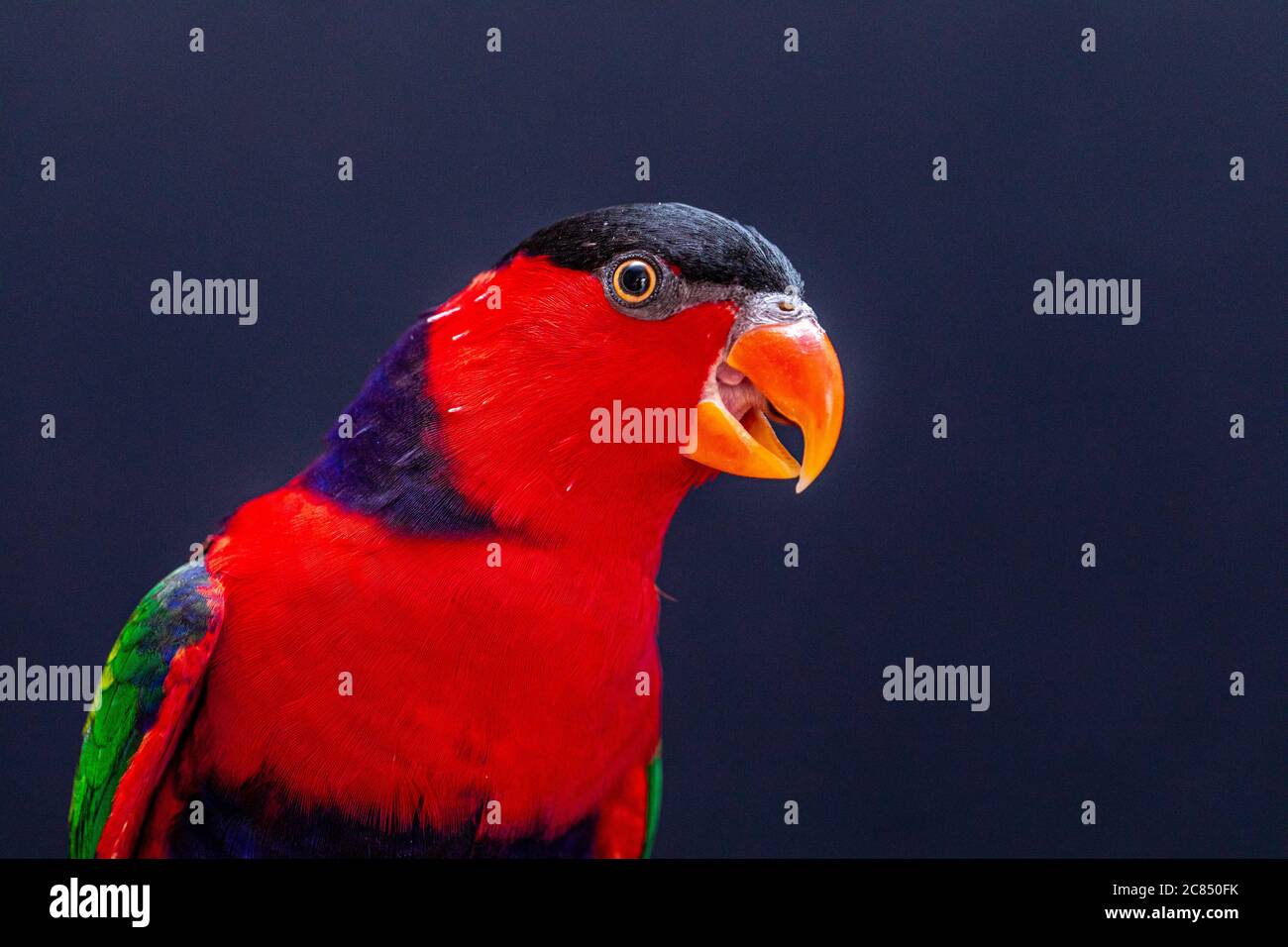 Lory Parrot (Lorius lory) on wooden perch with white background Stock ...