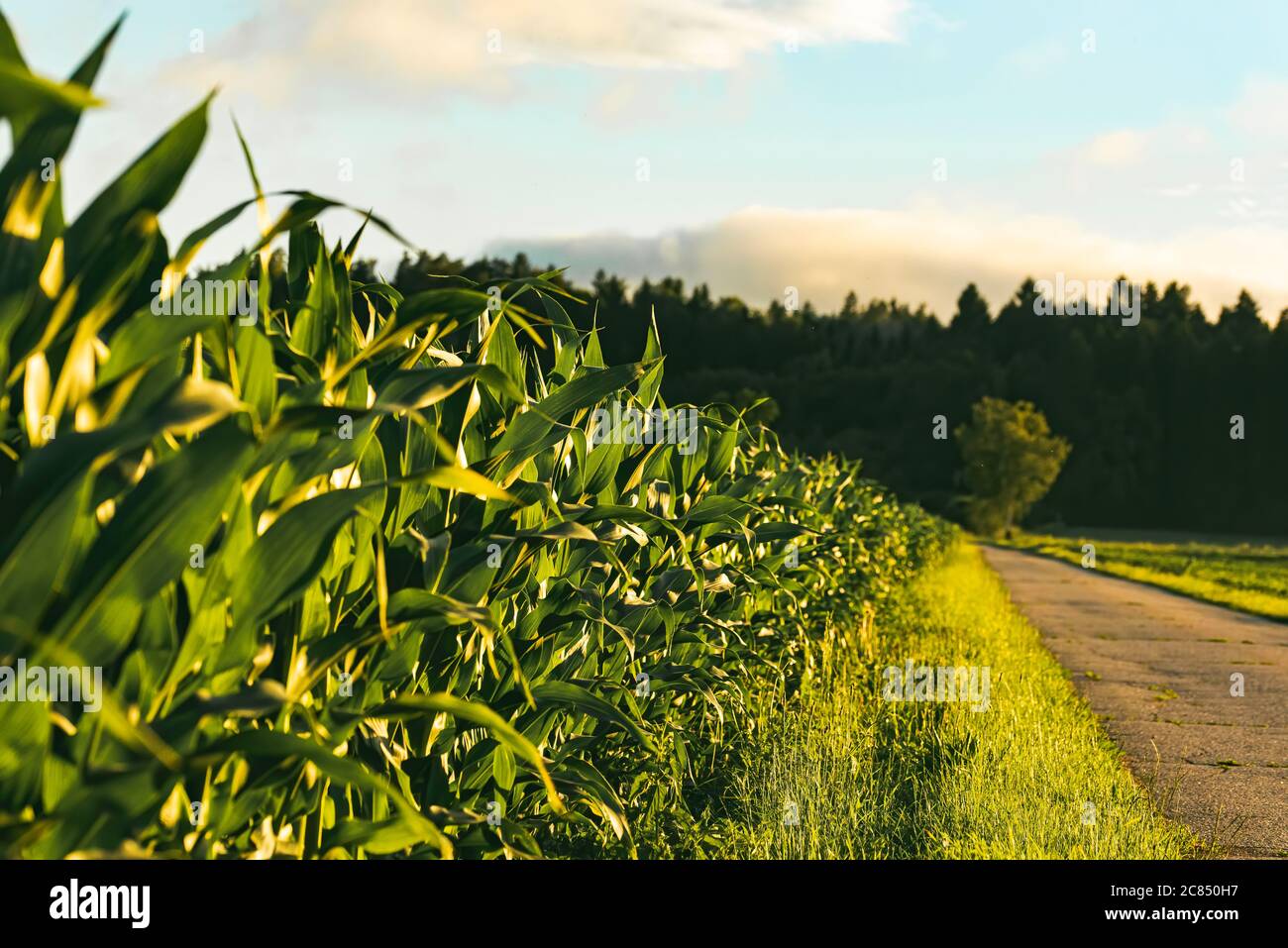 Corn field in sunset. Maize agriculture theme Stock Photo - Alamy