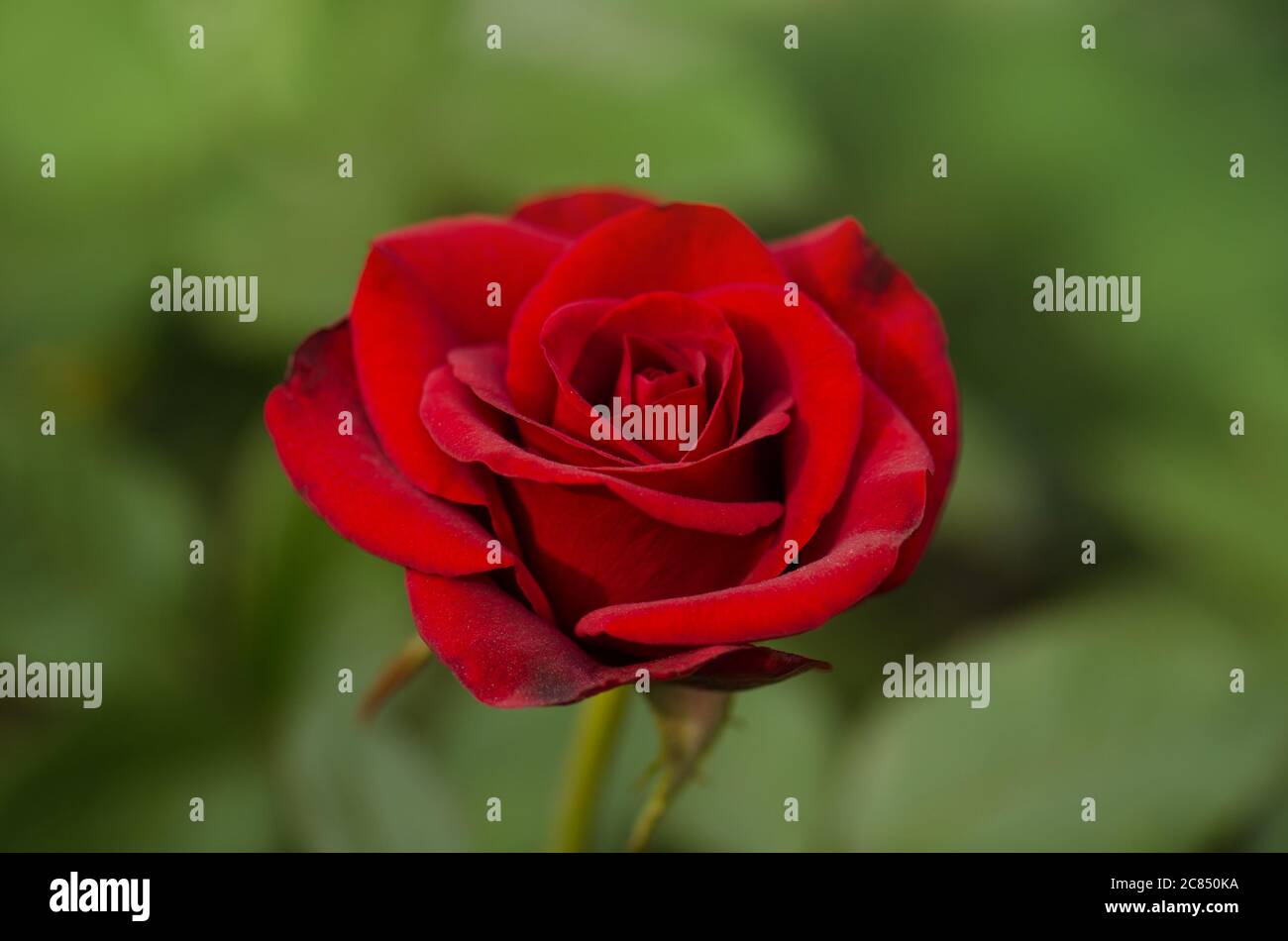 Natural red roses background. Red rose flower background Stock Photo ...