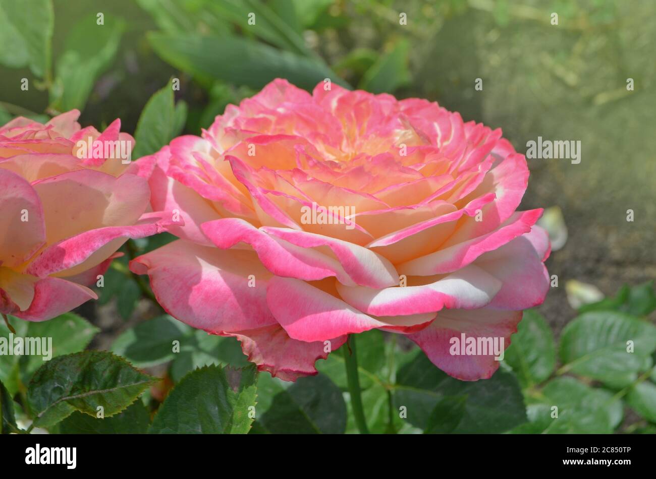 Rose petel change from yellow to pink. Rose growing outdoor Stock Photo ...