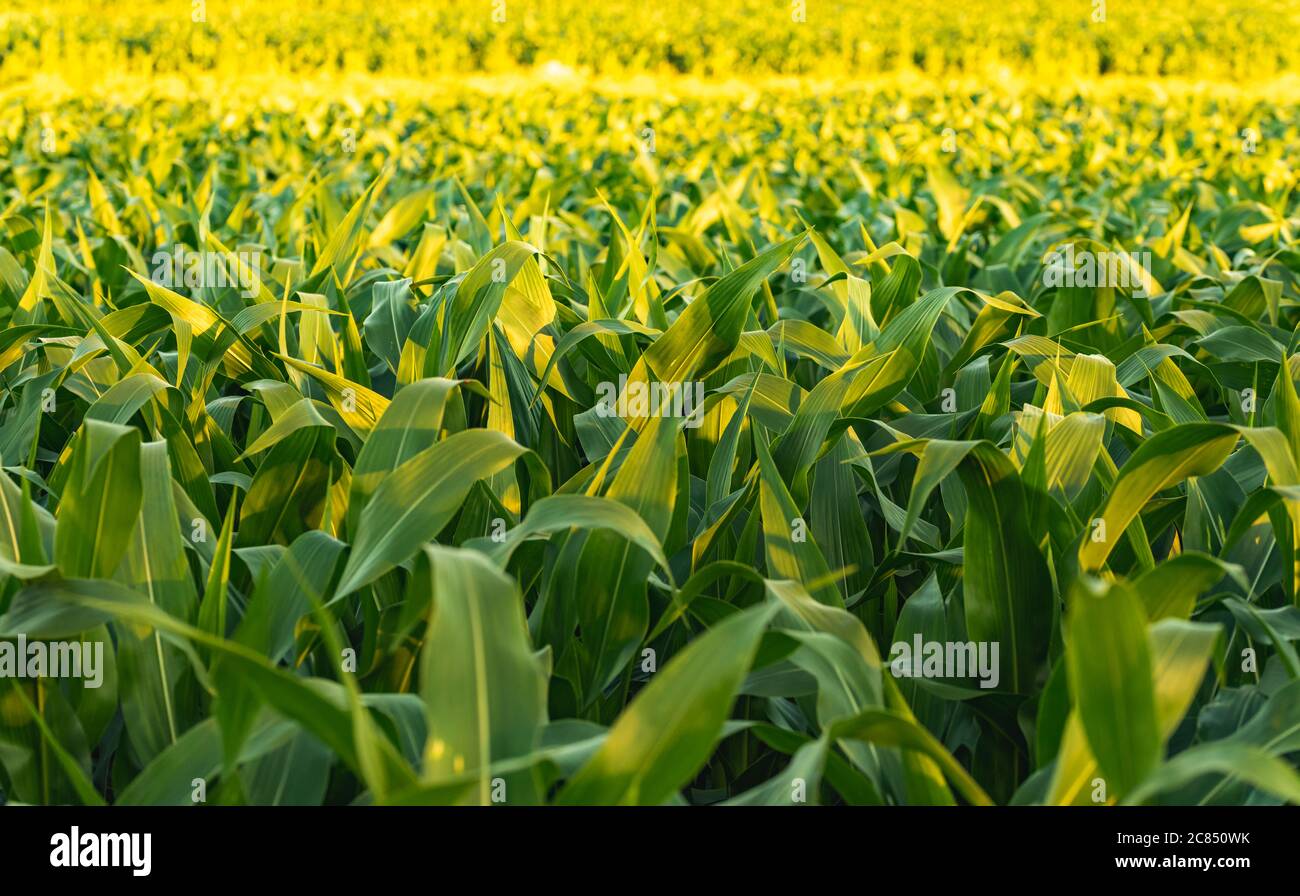 Corn field in sunset. Maize agriculture theme Stock Photo - Alamy