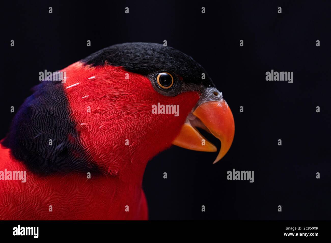 Lory Parrot (Lorius lory) on wooden perch with white background Stock ...