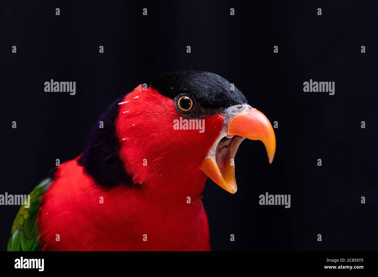 Red capped parrot flying hi-res stock photography and images - Alamy