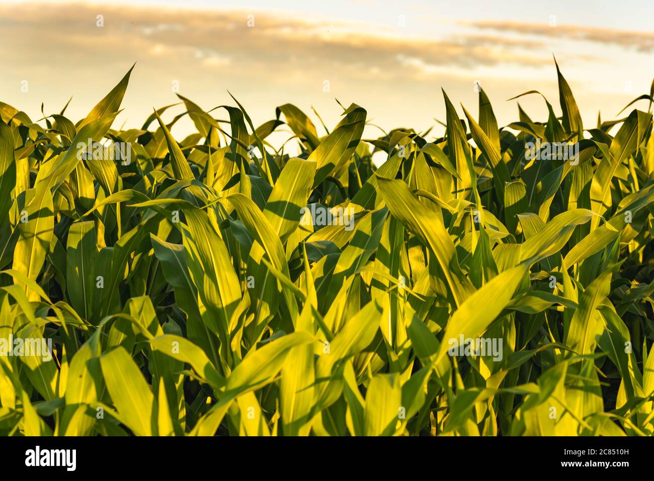 Corn field in sunset. Maize agriculture theme Stock Photo - Alamy