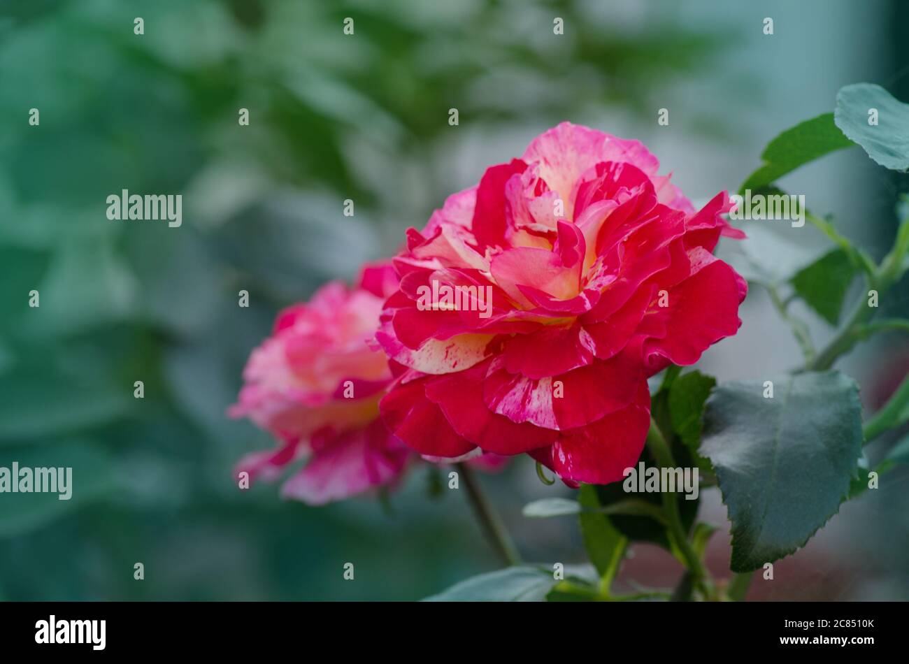 Bicolor red white rose bloom hi-res stock photography and images - Alamy