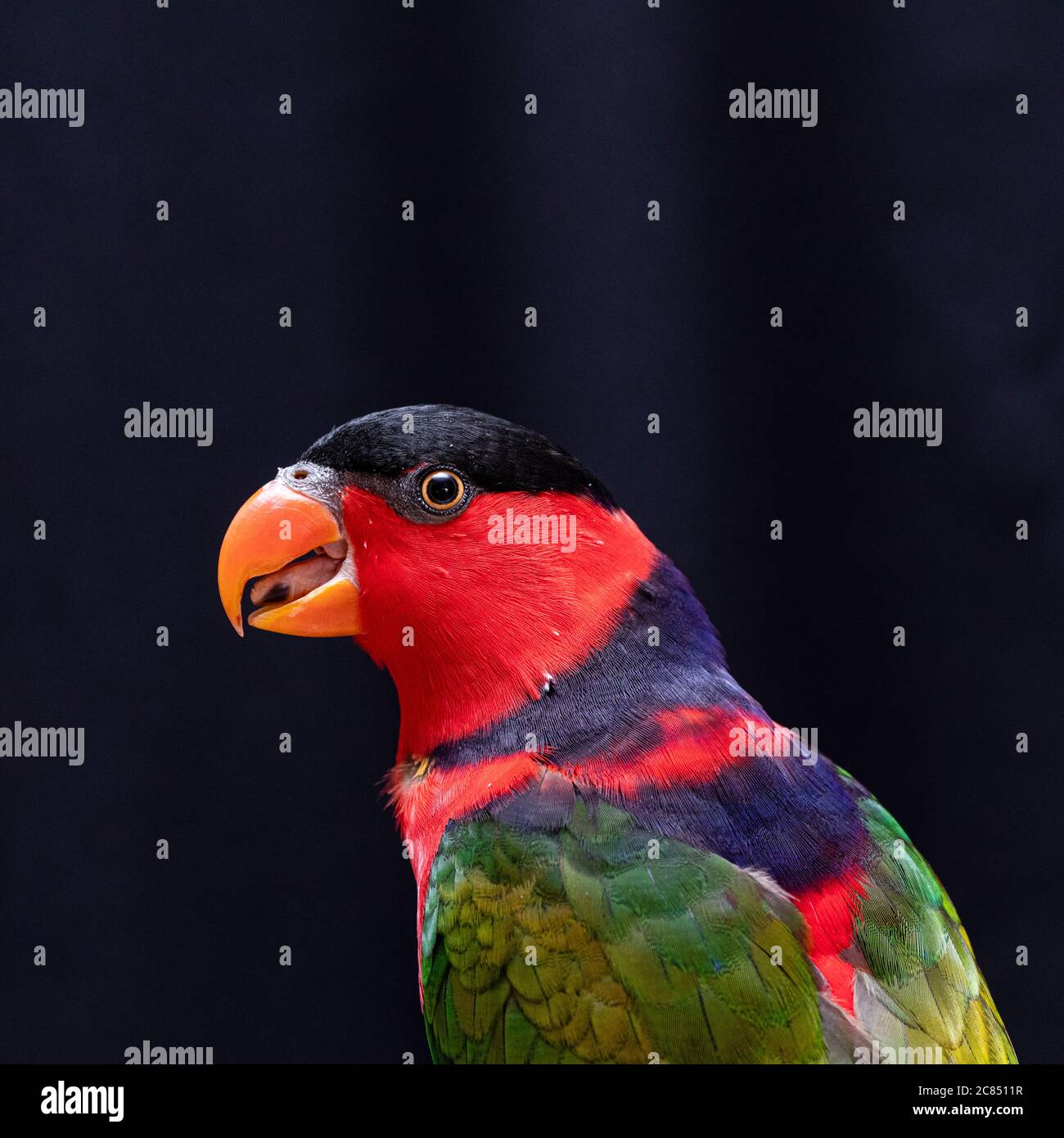Red capped parrot flying hi-res stock photography and images - Alamy