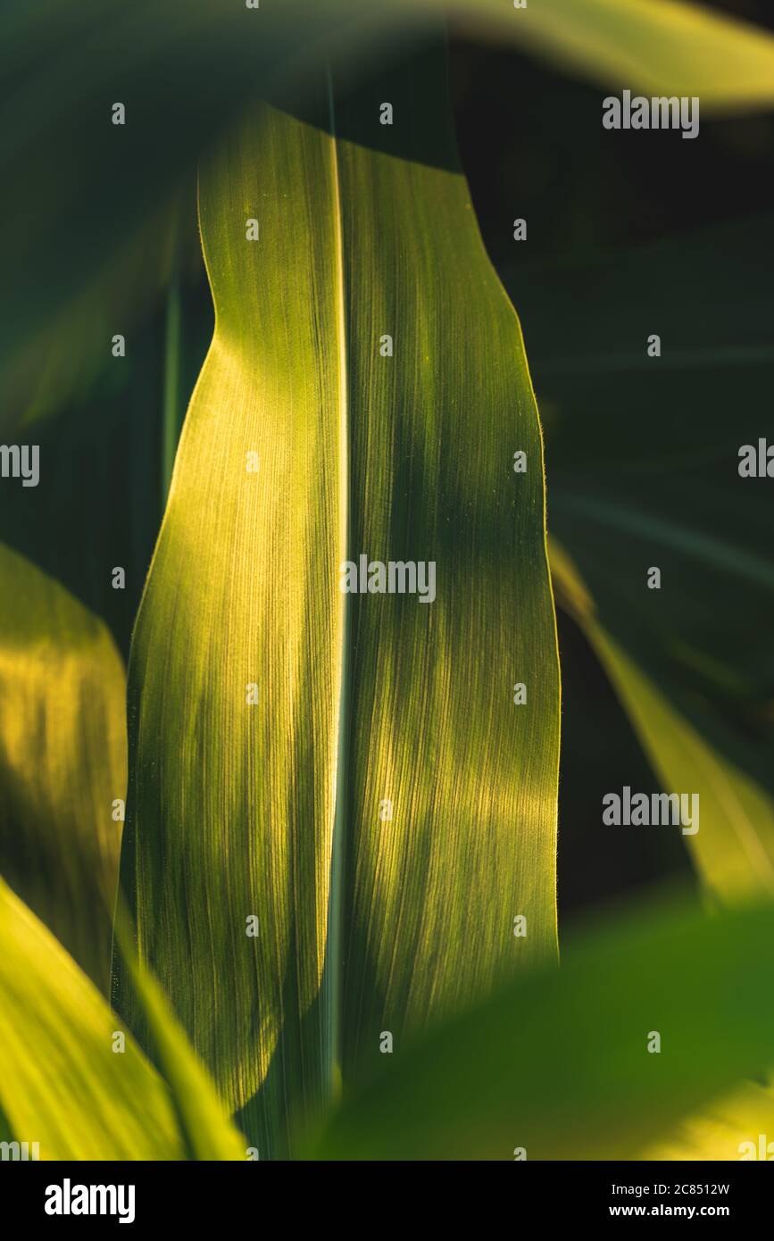 Green growing leaves of maize in a field Stock Photo - Alamy