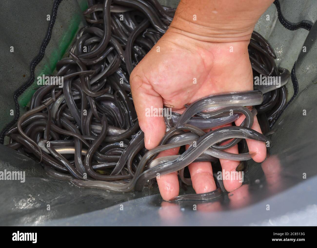 21 July 2020, Brandenburg, Plessa: Young eels can be seen on one hand ...