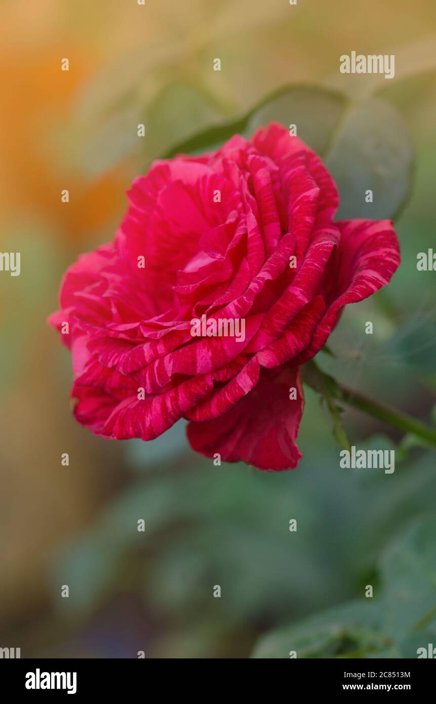 Red white rose floribunda roses hi-res stock photography and images - Alamy