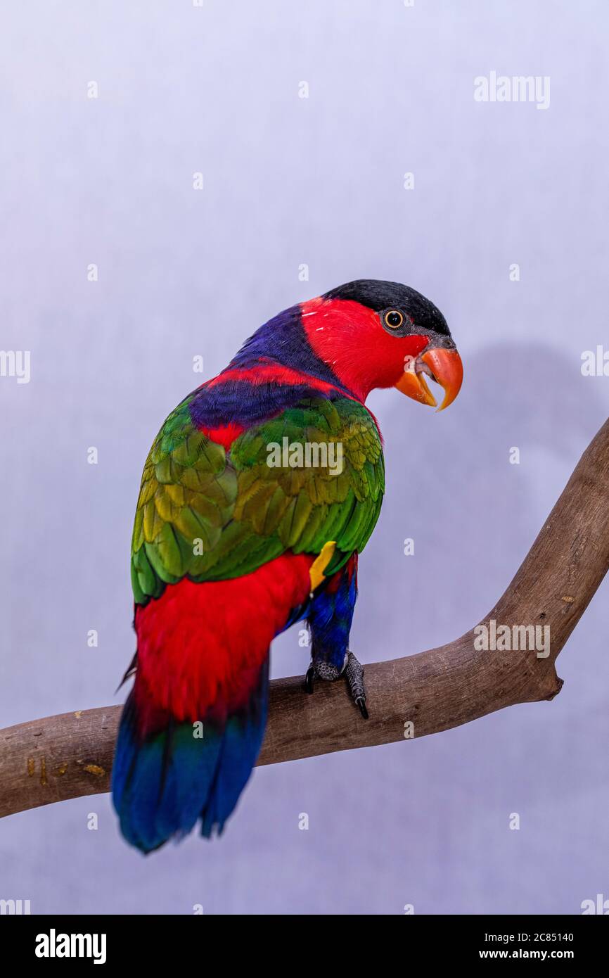 Red capped parrot flying hi-res stock photography and images - Alamy