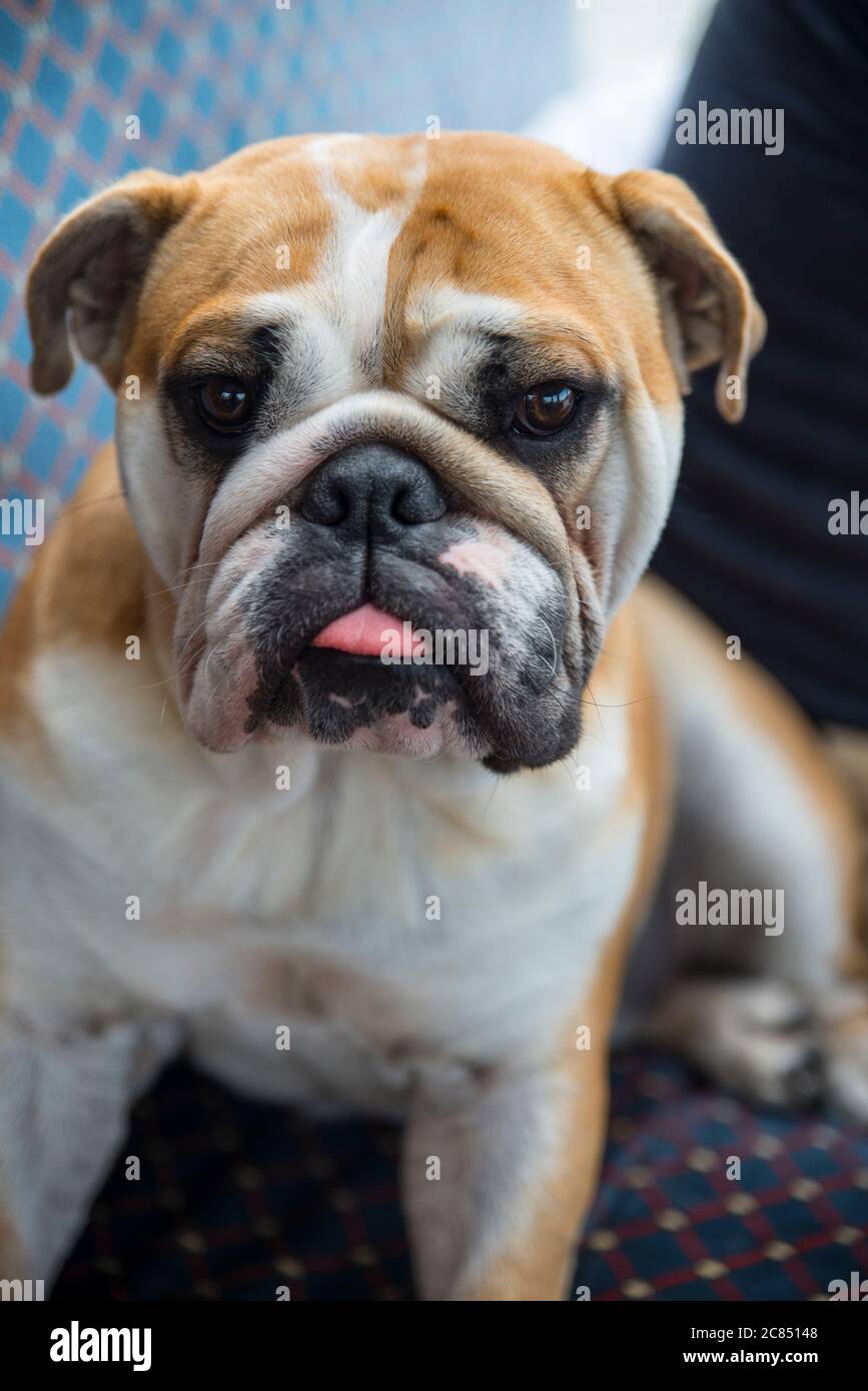 English bulldog on a boat, Norfolk Broads Stock Photo - Alamy