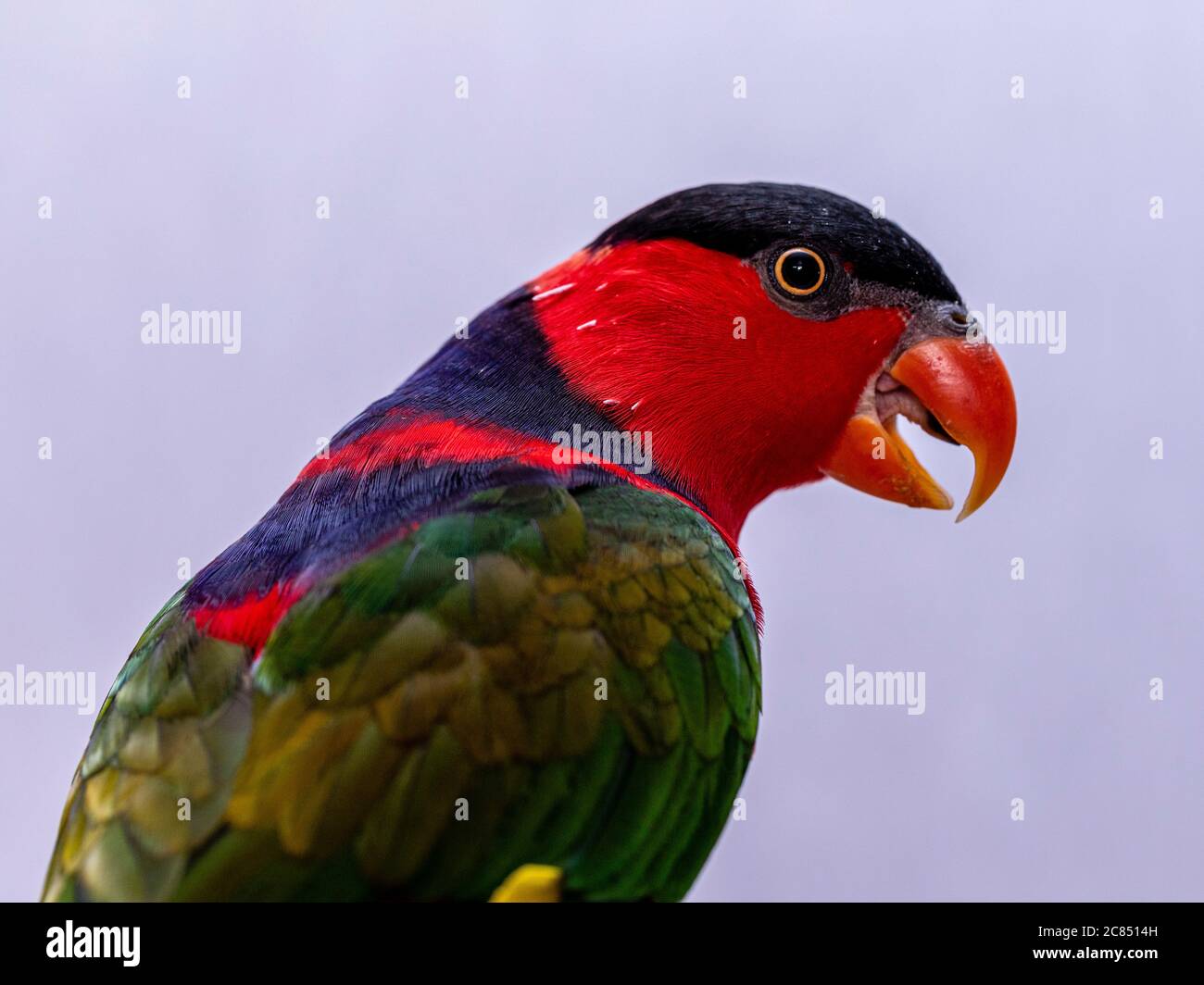 Red capped parrot flying hi-res stock photography and images - Alamy