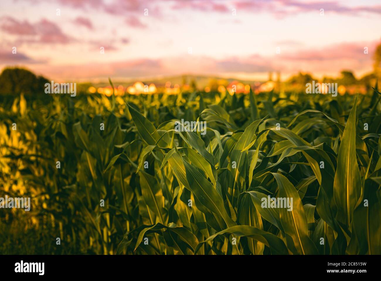 Corn field in sunset. Maize agriculture theme Stock Photo - Alamy