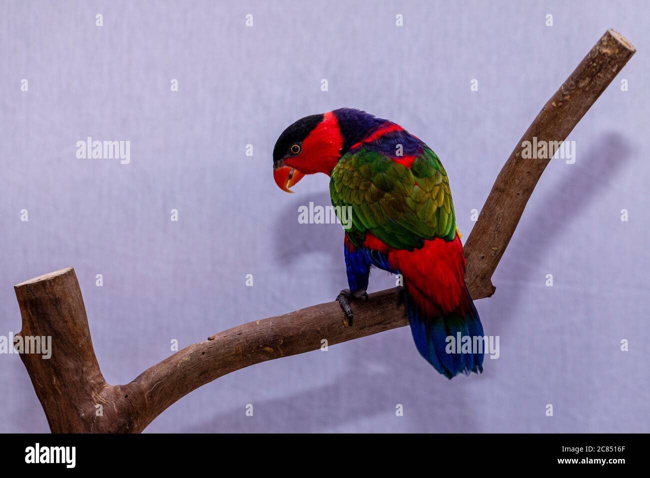 Red capped parrot flying hi-res stock photography and images - Alamy