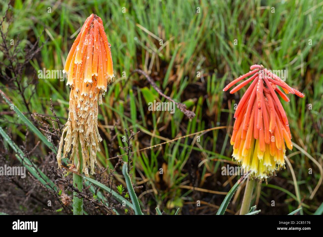 Kniphofia sp. close to Dullstroom, Mpumalanga, South Africa Stock Photo ...