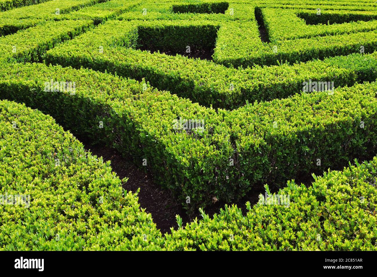 Green bushes labyrinth hedge maze in park. Portugal Stock Photo - Alamy