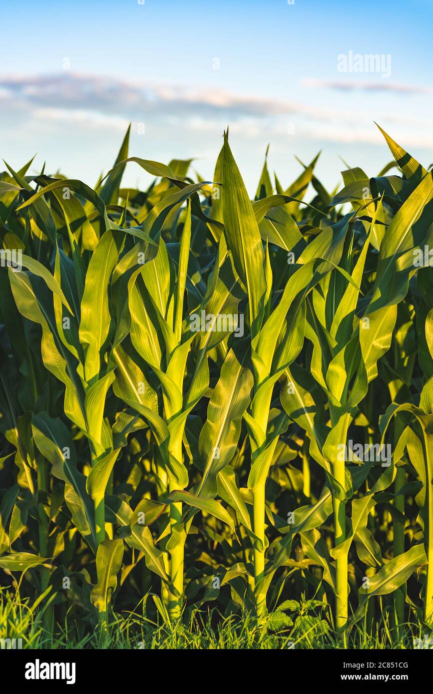 Corn field in sunset. Maize agriculture theme Stock Photo - Alamy
