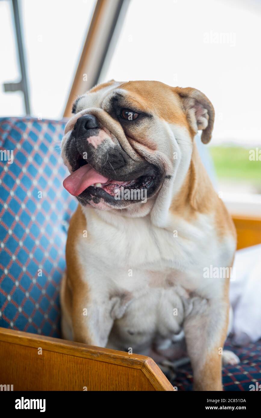 English bulldog on a boat, Norfolk Broads Stock Photo - Alamy