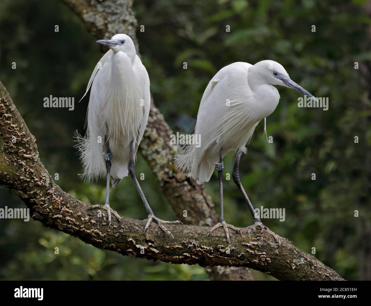 Little Egrets (egretta garzetta Stock Photo - Alamy