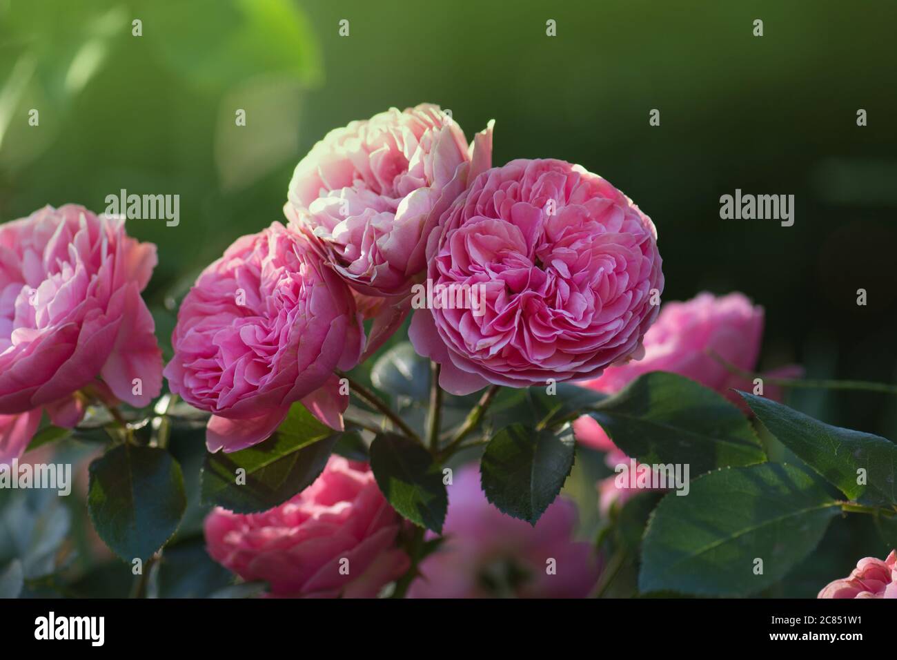 Princess alexandra of kent rose hi-res stock photography and images - Alamy