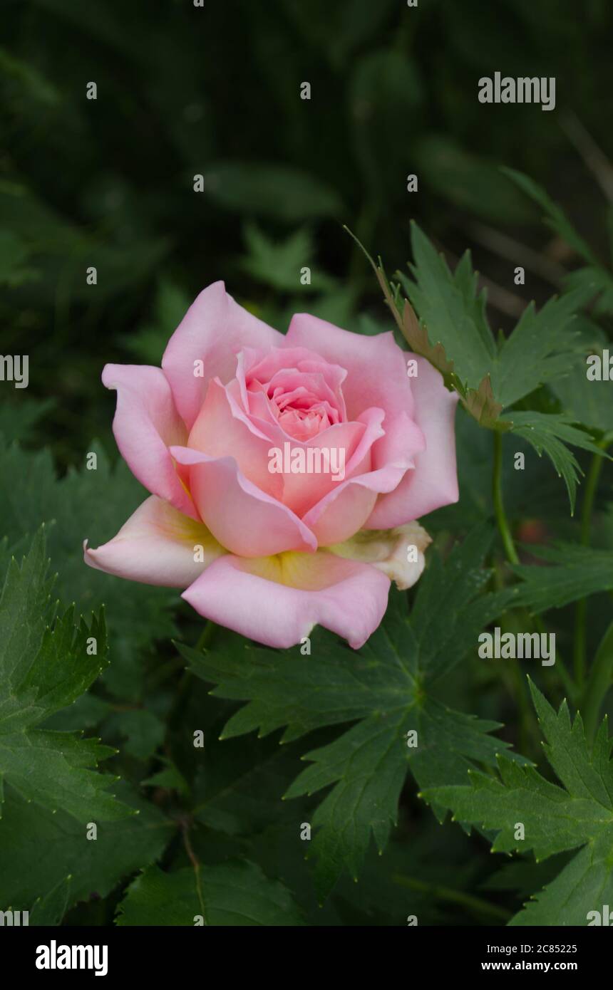 Terry flowers hi-res stock photography and images - Alamy