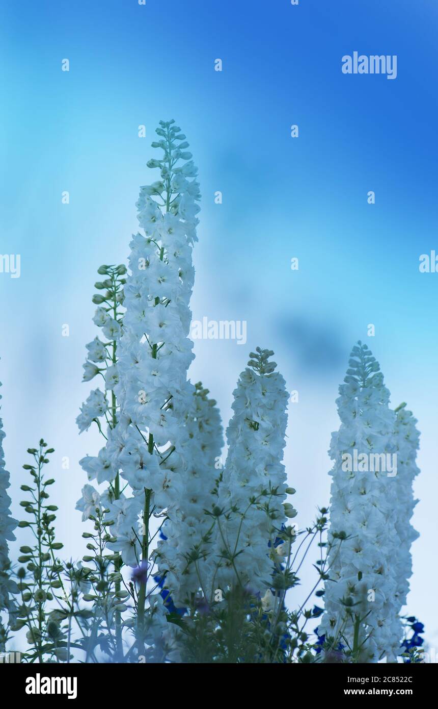 Bio garden with delphinium flowers plants. Landscape with flowers field ...