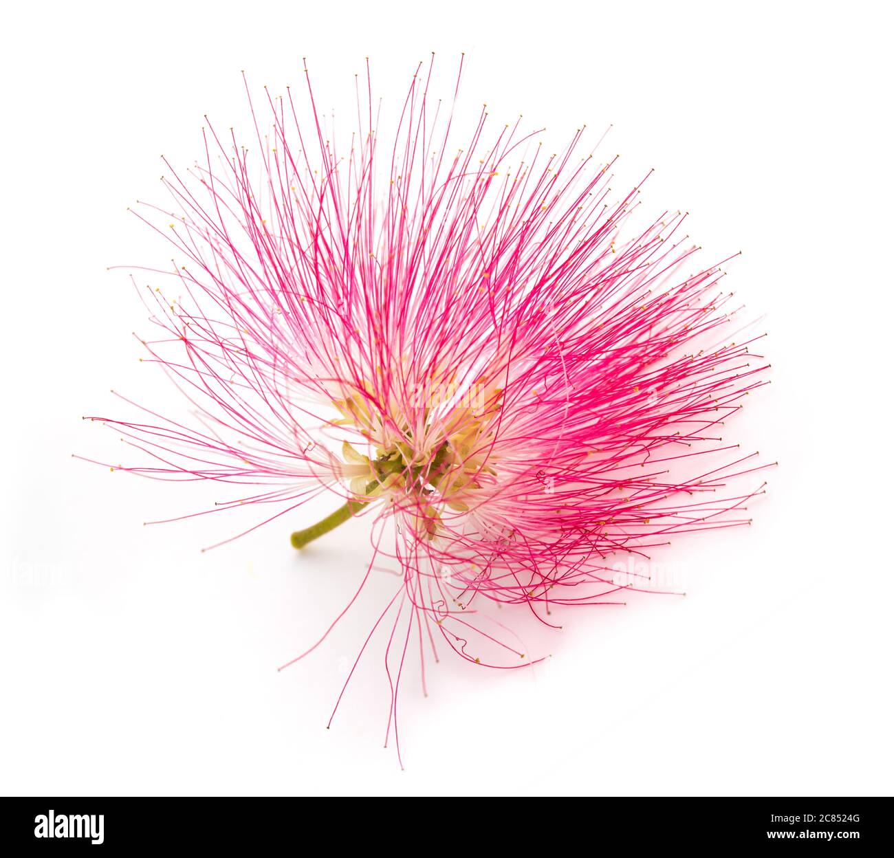 Persian silk tree albizia hi-res stock photography and images - Alamy