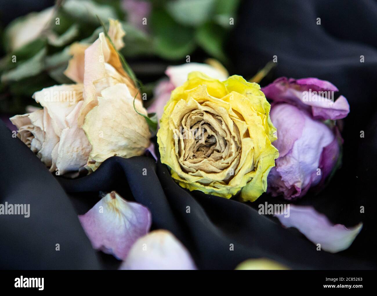 Pink and yellow dead roses Stock Photo - Alamy