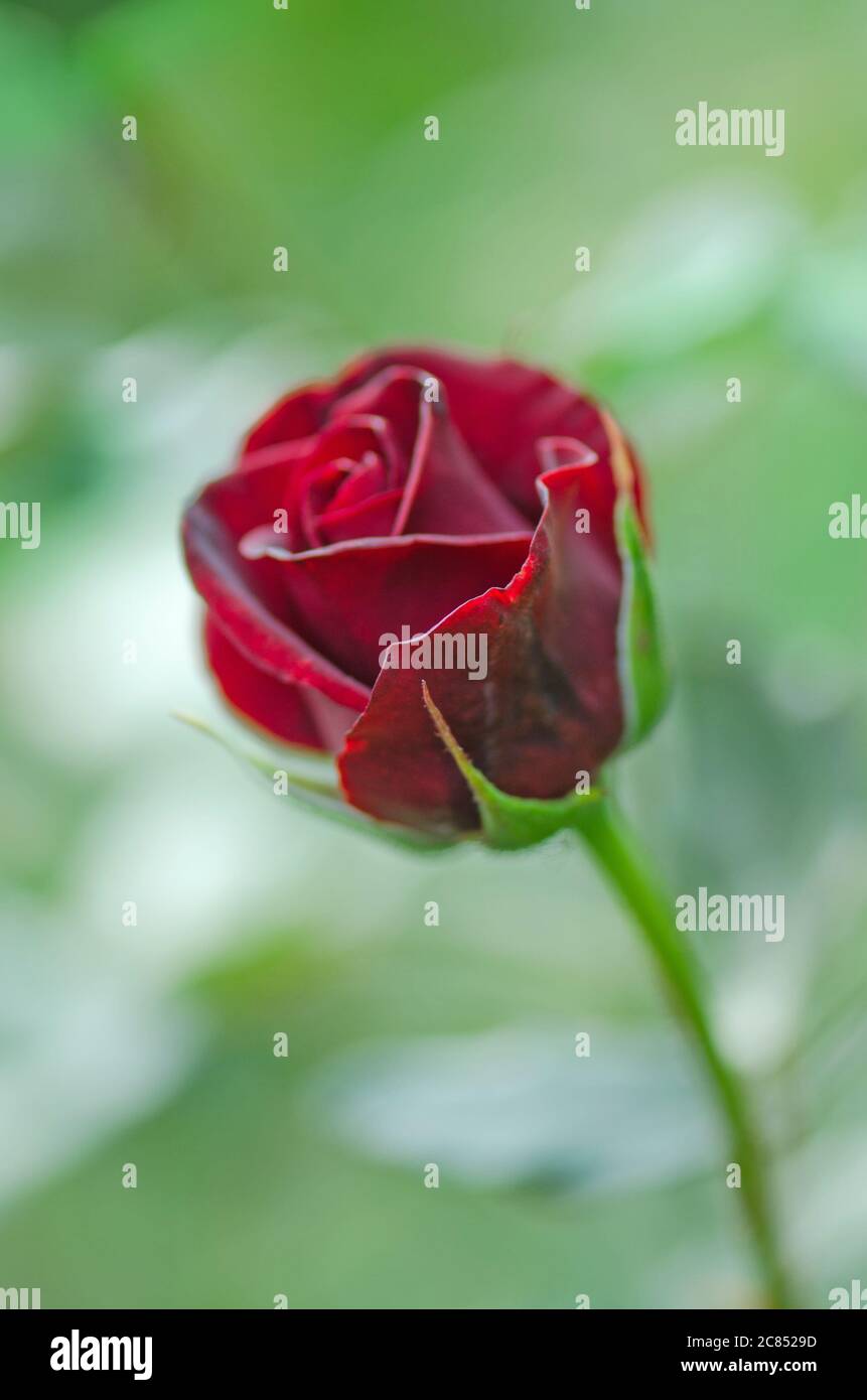 Red rose flower background. Red roses on a bush in a garden. Red rose ...