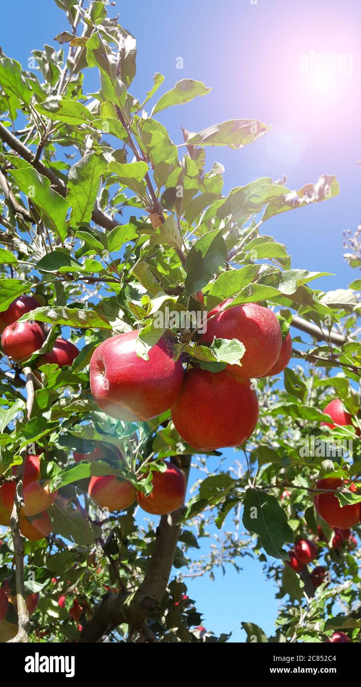 Ripe apple tree branch Stock Photo - Alamy