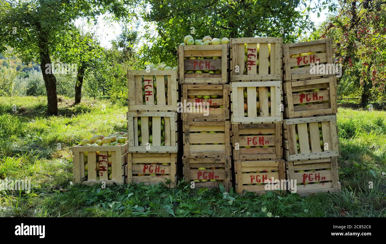 Rustic apple crates hi-res stock photography and images - Alamy