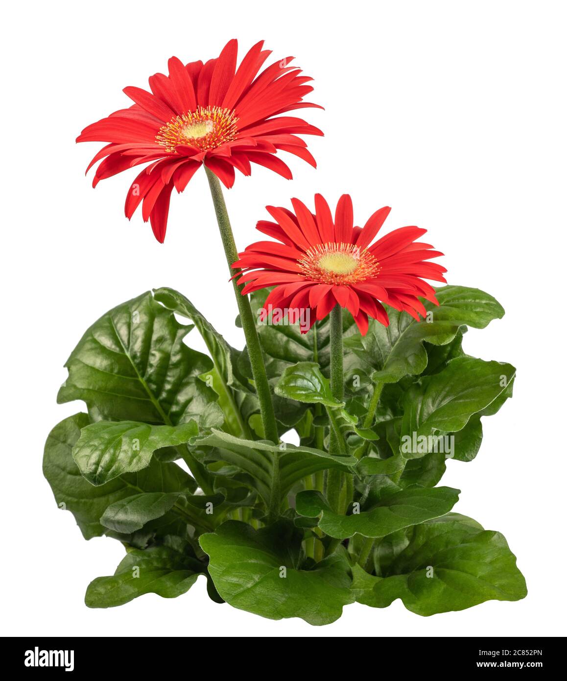 Gerbera leaves hi-res stock photography and images - Alamy