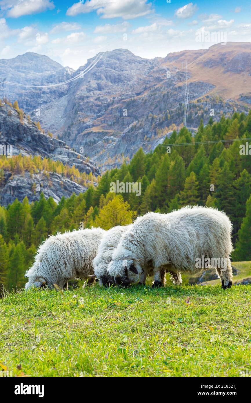 Swiss Alps and Valais blacknose sheep next to Zermatt in Switzerland in ...