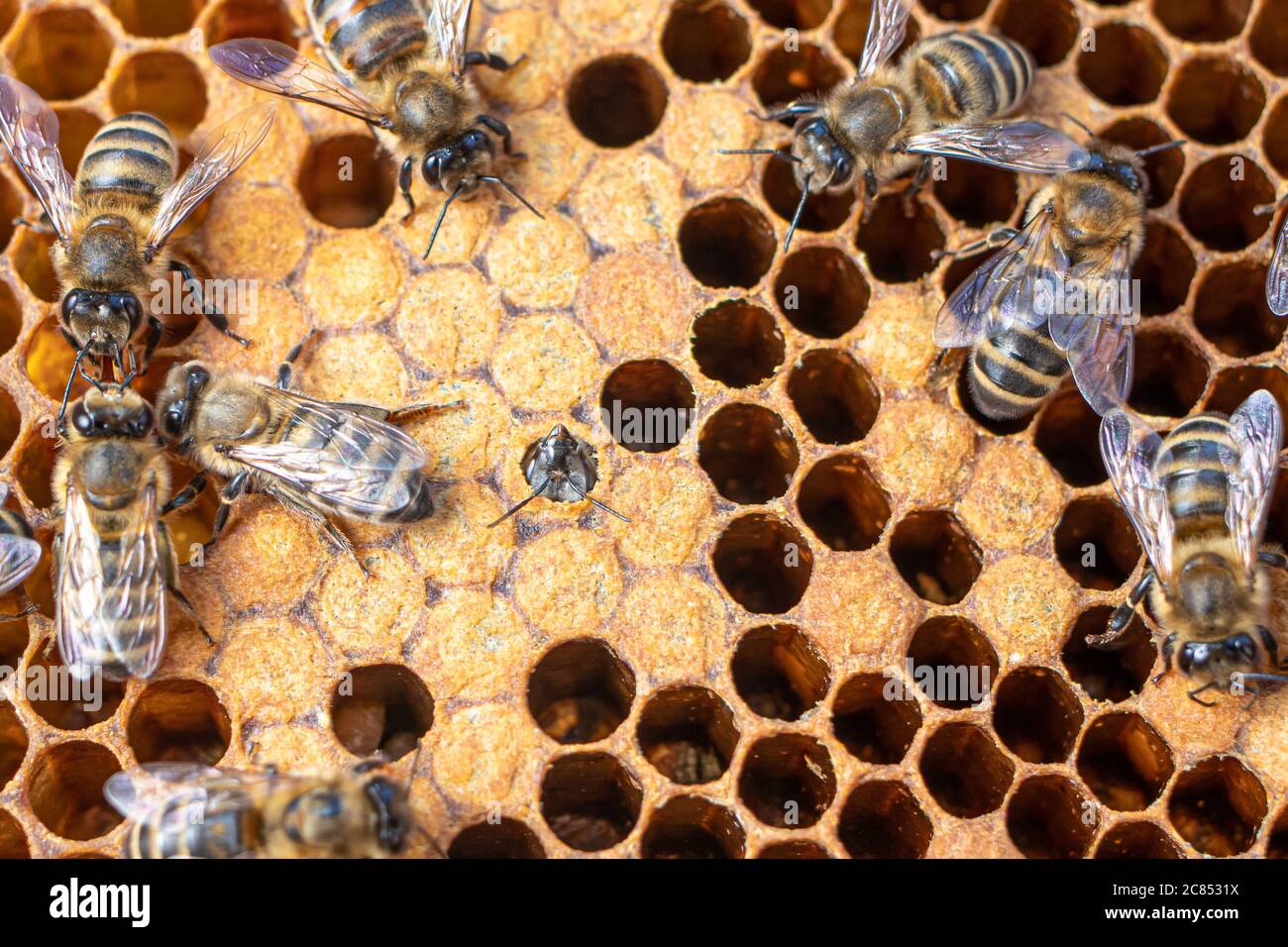 Honeybee larvae hi-res stock photography and images - Alamy