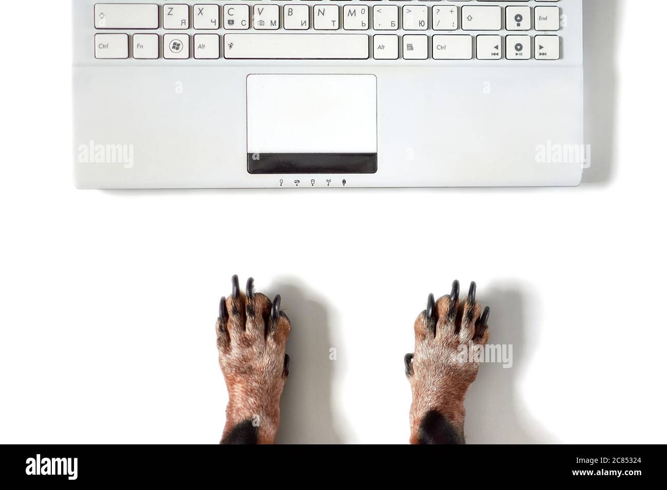 A Dog is working on a modern office white desk with laptop computer ...