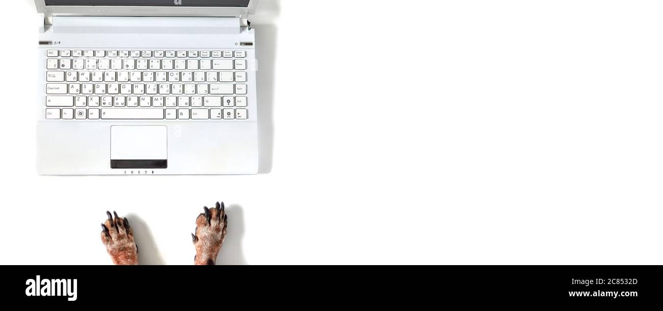 A Dog is working on a modern office white desk with laptop computer ...